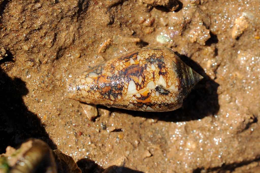 Queen Victoria Cone from Port Hedland on December 18, 2023 at 07:55 AM ...