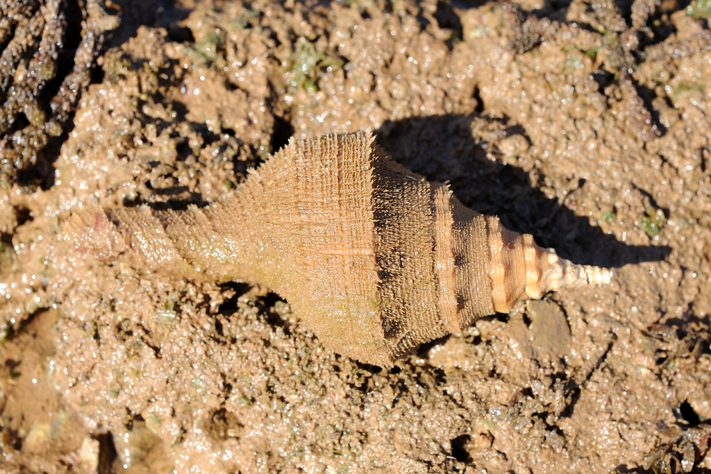 Australian Trumpet from Port Hedland on December 18, 2023 at 08:32 AM ...