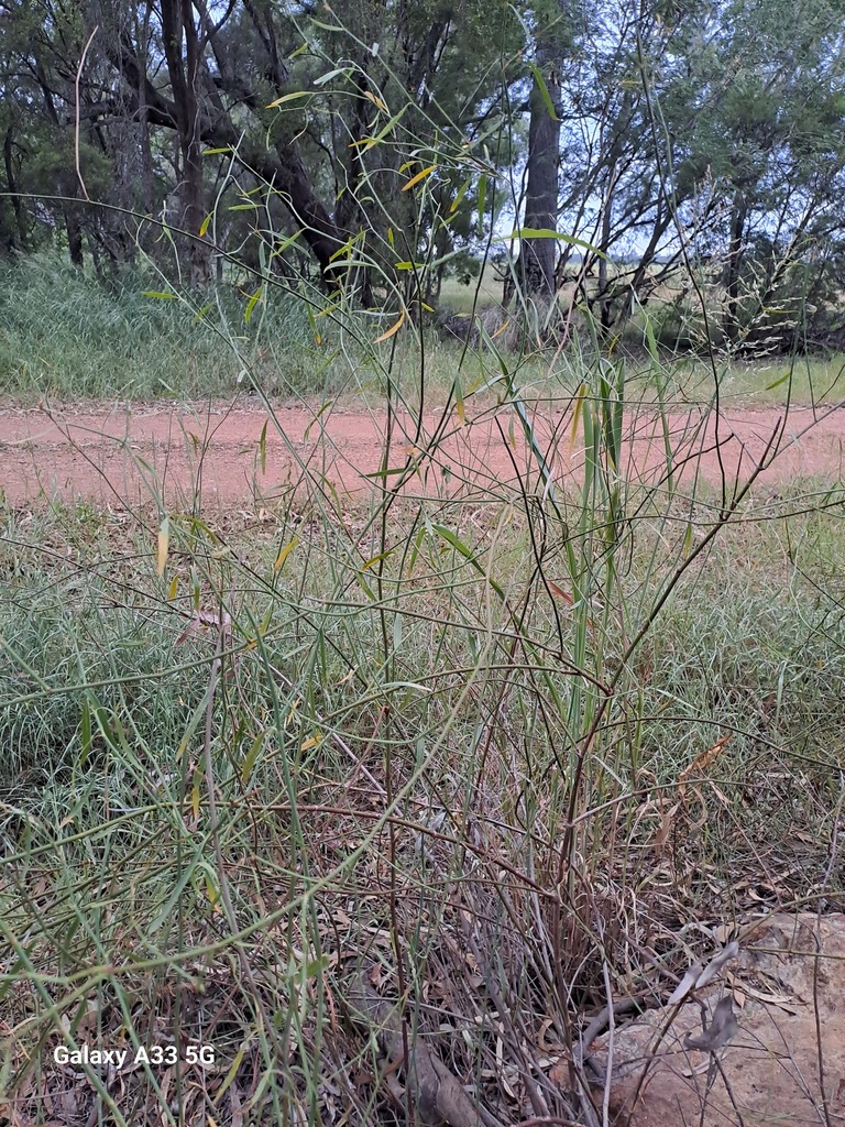 Tangled Lignum from ForkLagoonsRd_S on January 25, 2024 at 06:34 PM by ...