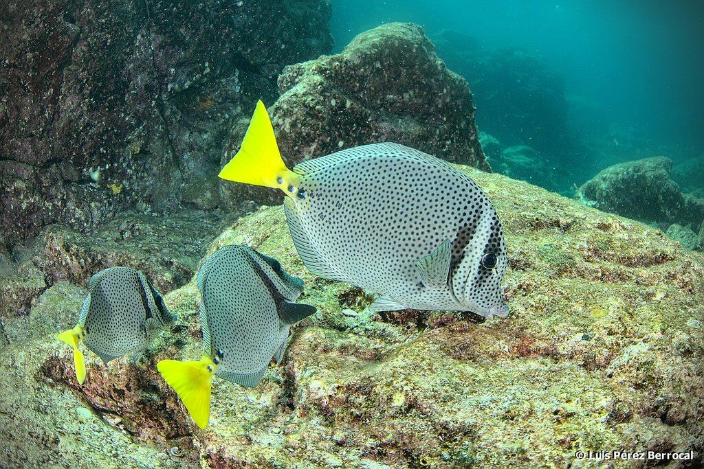 Sawtail Surgeonfishes (Prionurus) - Marine Life Identification
