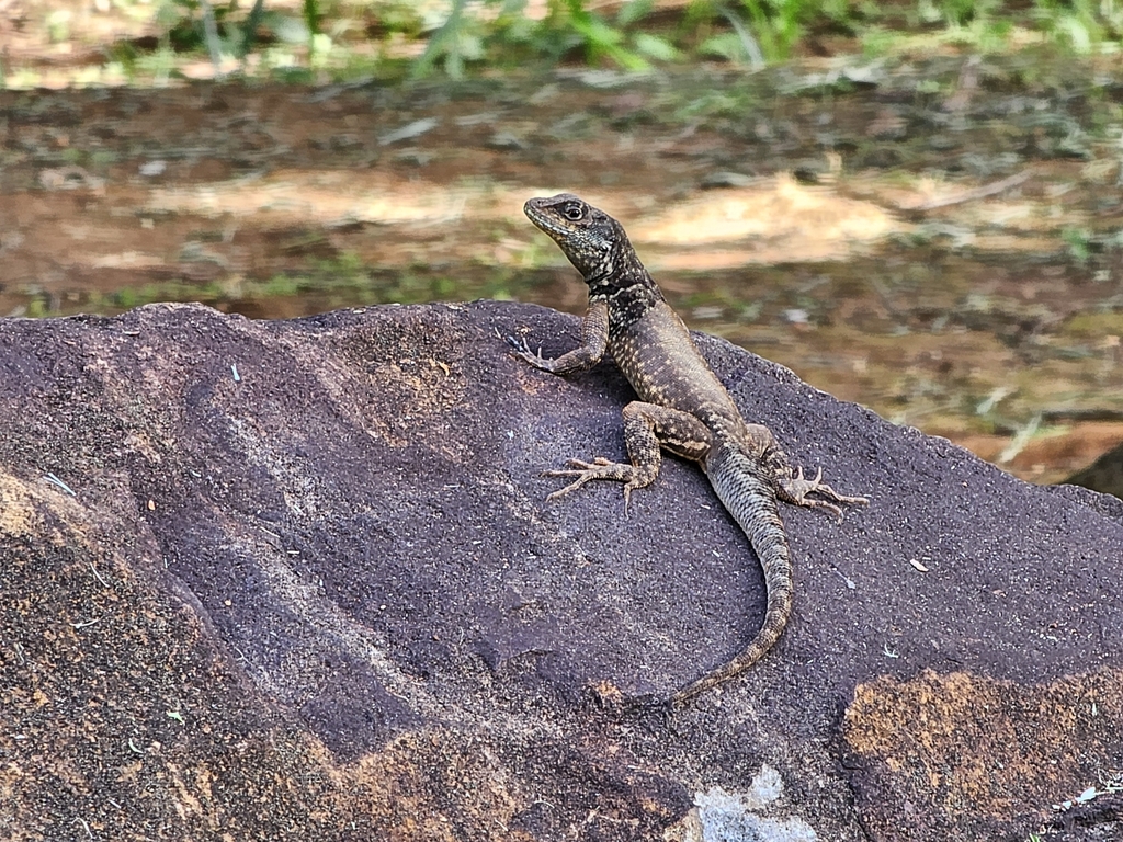 Amazon Lava Lizard from Gávea Paradiso e Solares da Gávea - Gávea ...