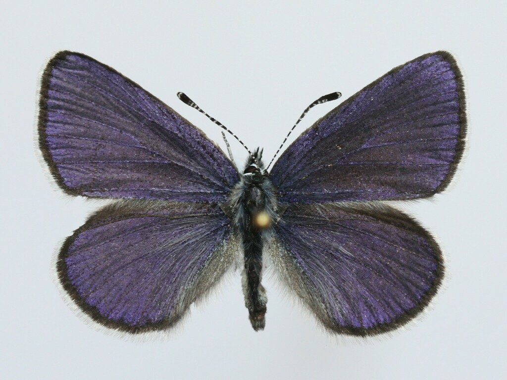 Cranberry Blue from Переславский р-н, Ярославская обл., Россия on July ...