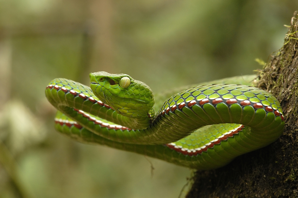Green Bamboo Leaf Pit Viper from Namdapha National Park & Tiger Reserve ...