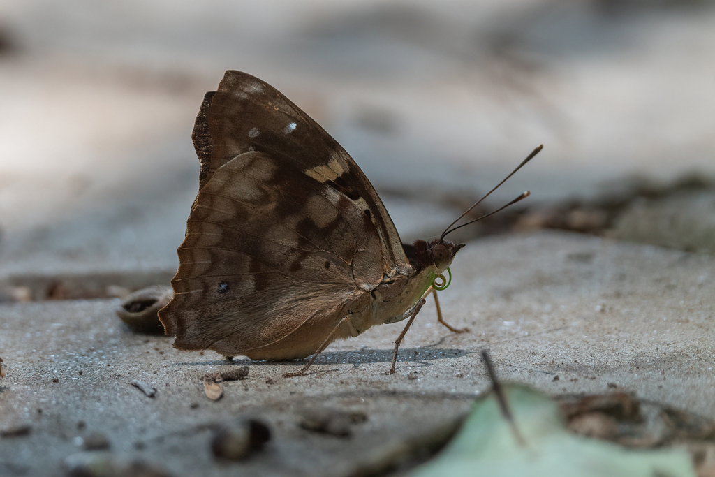 Agathina Emperor from Iguazú Department, Misiones Province, Argentina ...
