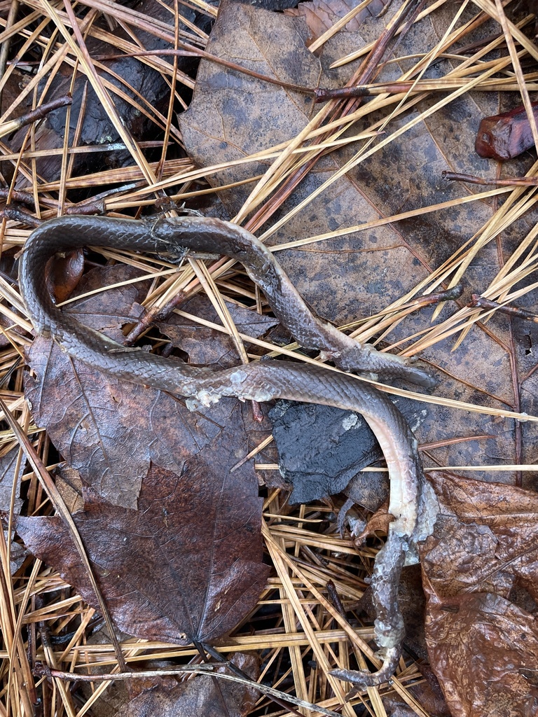 Eastern Worm Snake from The University of North Carolina at Chapel Hill ...