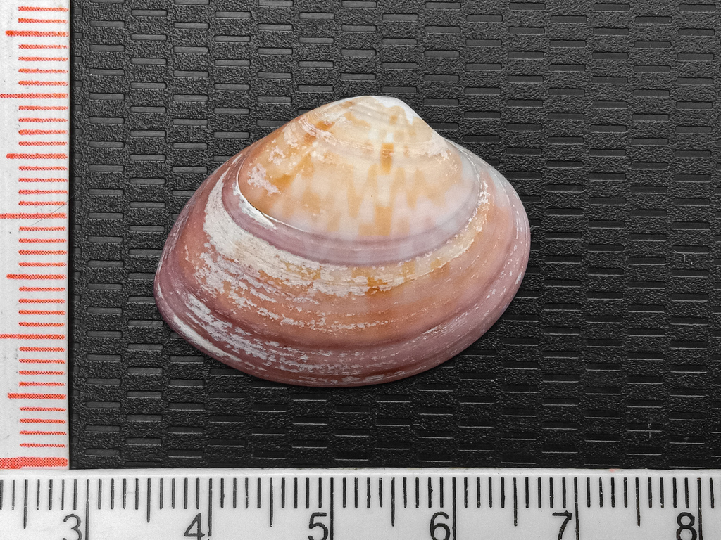 Chocolate Clam from Manta, Ecuador on January 14, 2024 at 04:01 PM by ...