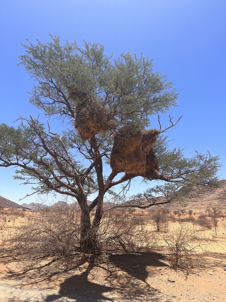 Sociable Weaver from C26, Khomas, NA on January 20, 2024 at 01:39 PM by ...