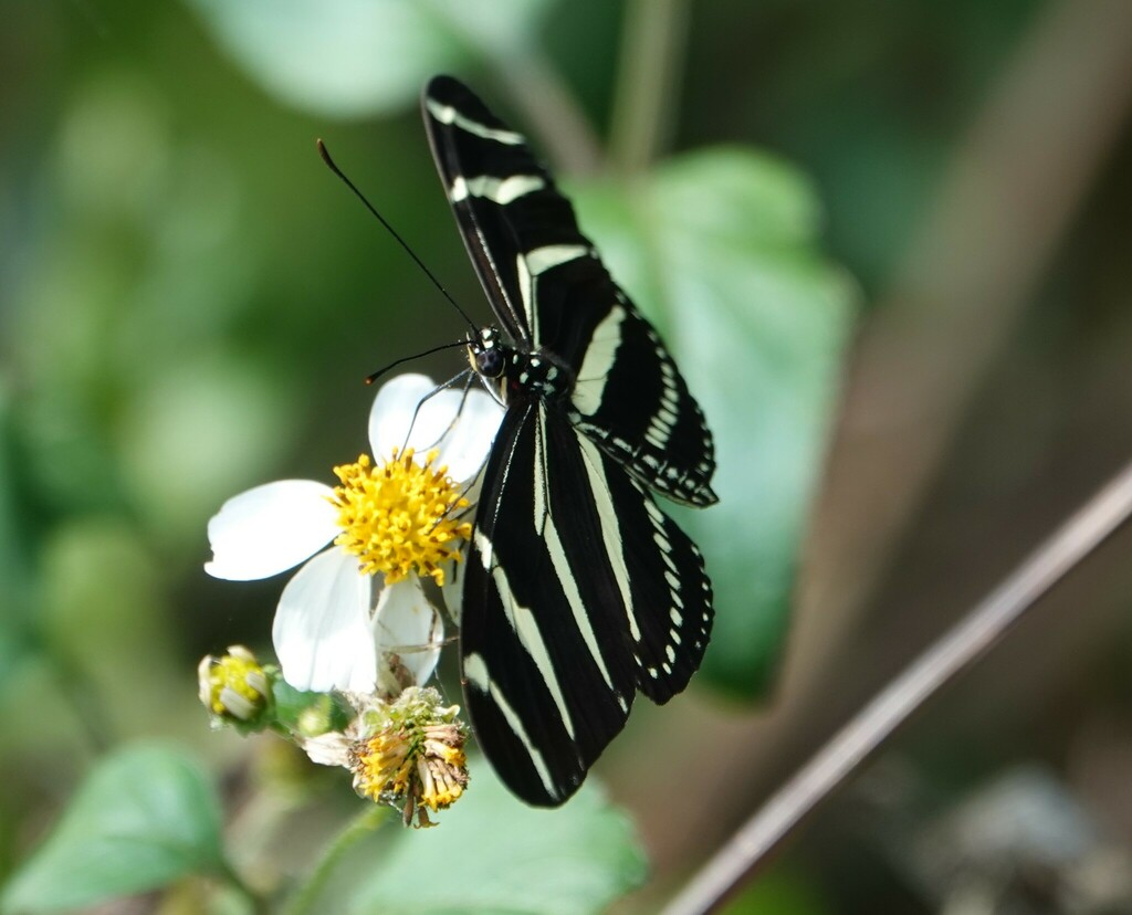 Zebra Longwing from Sunrise, FL, USA on January 28, 2024 at 12:51 PM by ...