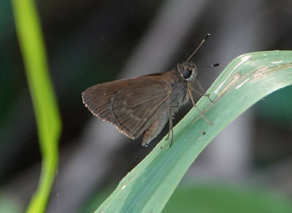 Three-spotted Skipper from Sunrise, FL, USA on January 28, 2024 at 01: ...