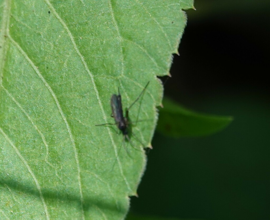 Fungus Gnats and Gall Midges from Sunrise, FL, USA on January 28, 2024 ...