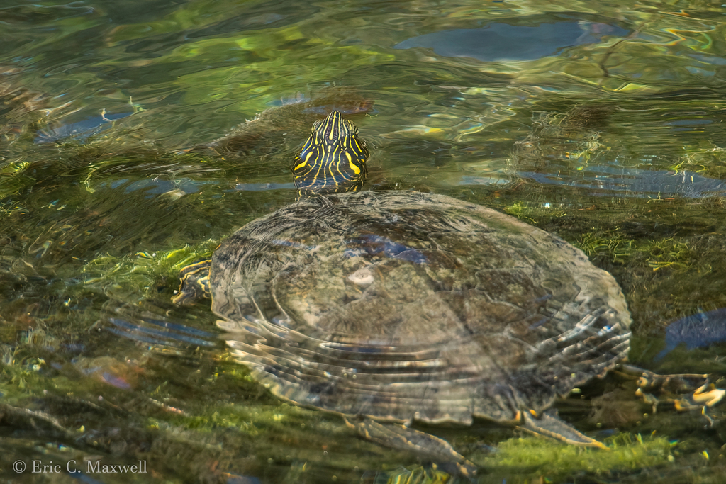 Texas Cooter from San Marcos, TX, USA on October 15, 2023 at 01:08 PM ...
