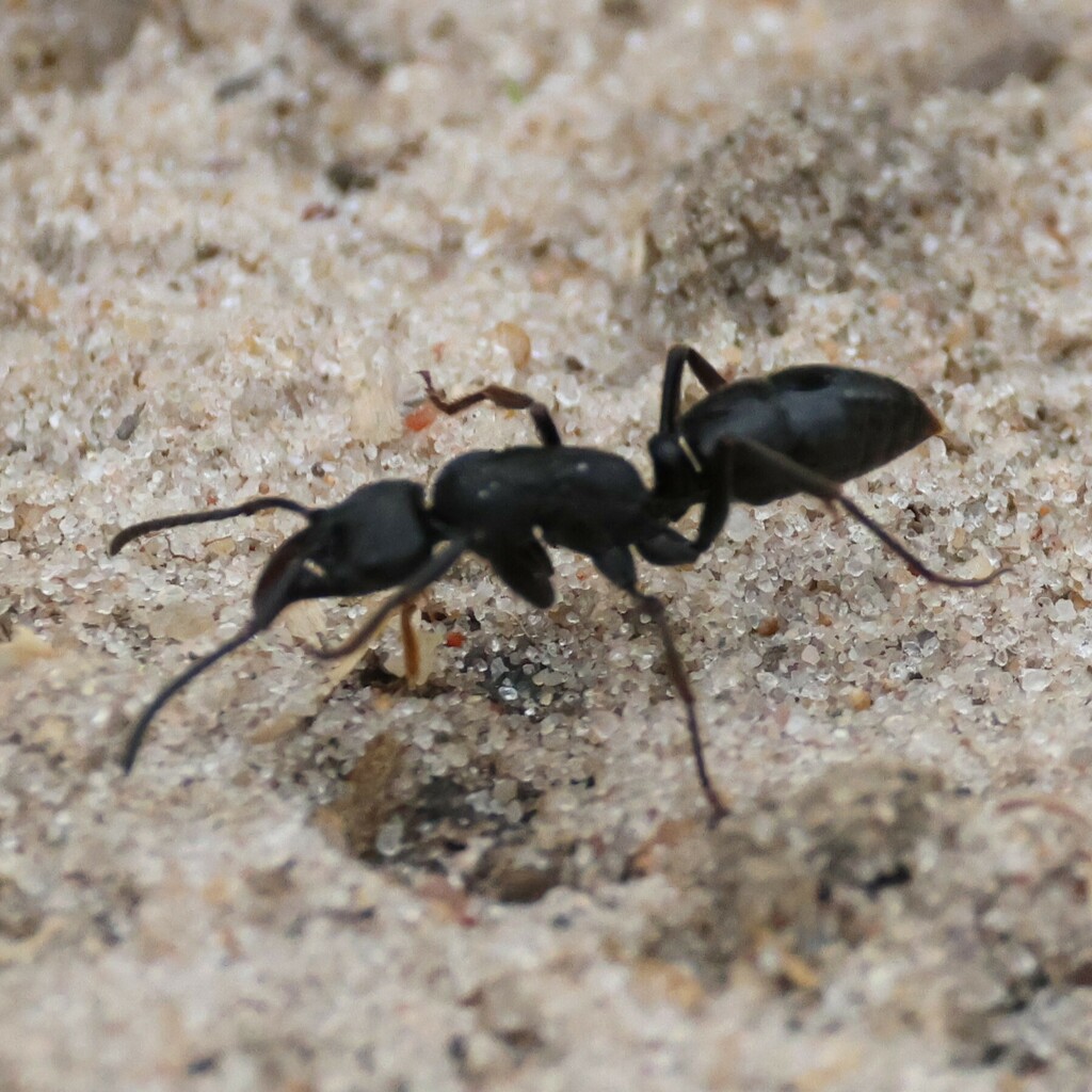 African stink ant from Kavango East Region, Namibia on November 16 ...