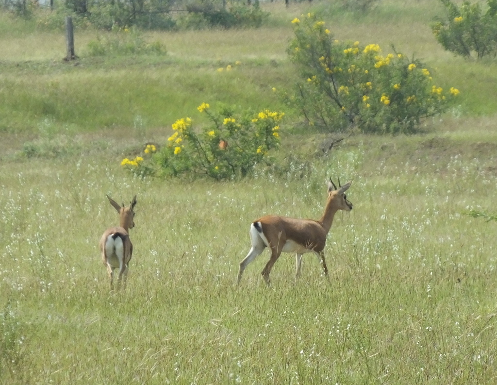 Indian Gazelle from Roti, Maharashtra 412219, India on October 15, 2023 at 12:13 PM by Ajay ...