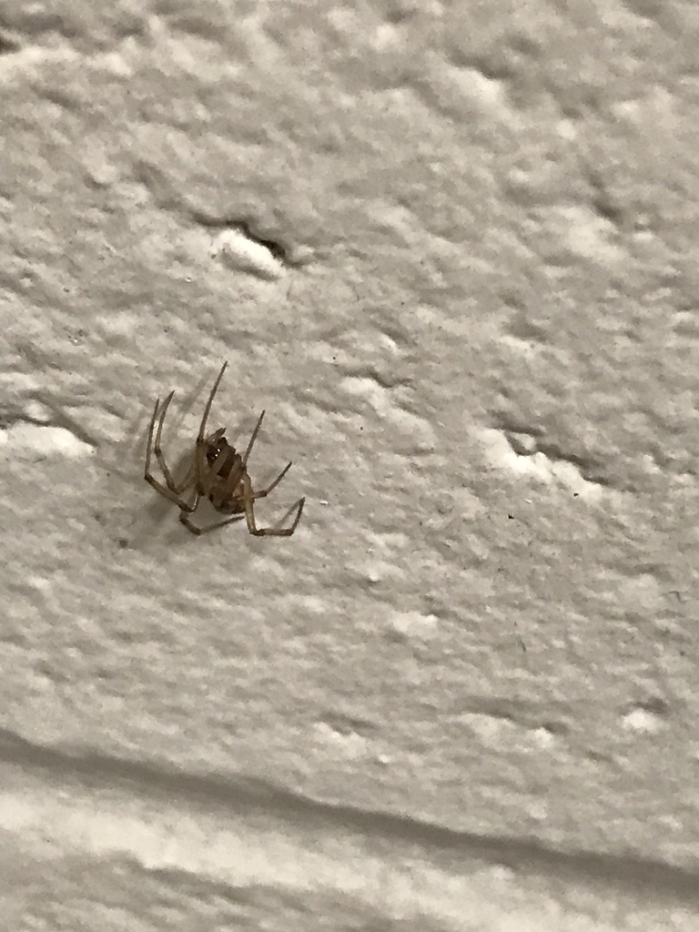 Cobweb Spiders in January 2024 by jrkyei · iNaturalist