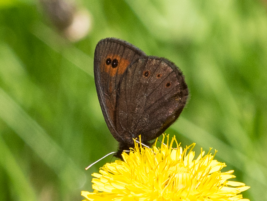 Common Alpine from Bighorn No. 8, AB, Canada on July 10, 2020 at 12:41 ...
