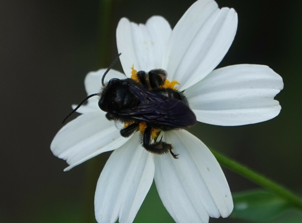 Two-spotted Longhorn Bee from North Miami, FL, USA on January 28, 2024 ...