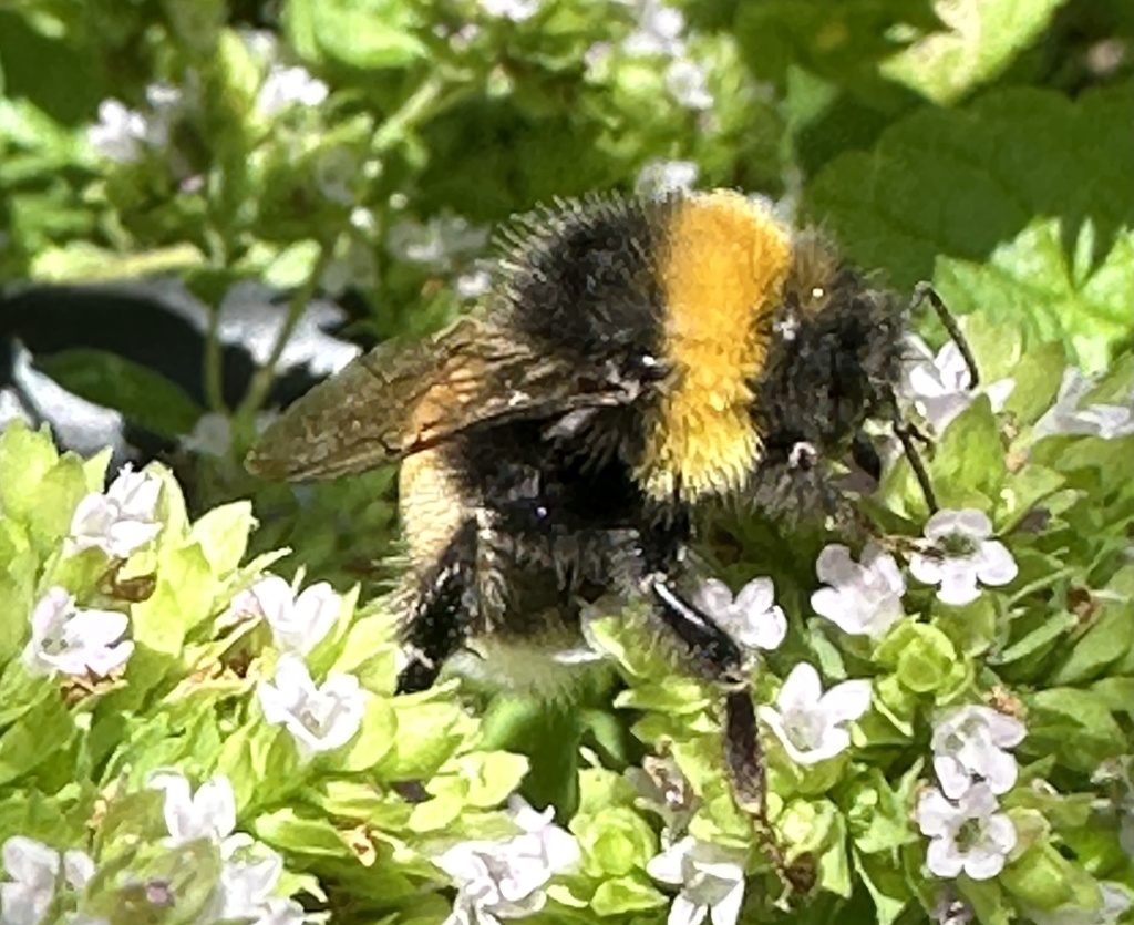 Buff-tailed Bumble Bee from Alemana Alto, Concepción, Región del Biobío ...