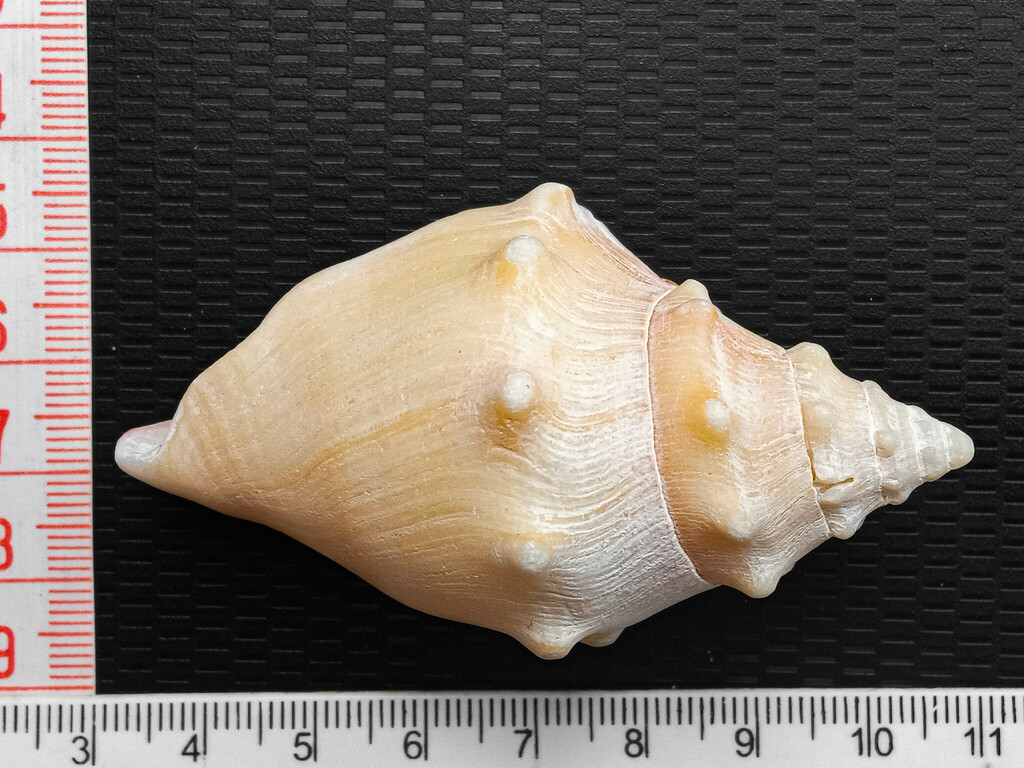 Eastern Pacific fighting conch from Los Esteros, Manta, Ecuador on ...