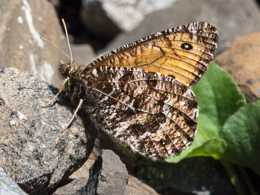 Chryxus Arctic from Wind Ridge Trail, Canmore, AB T0L 2C0, Canada on ...