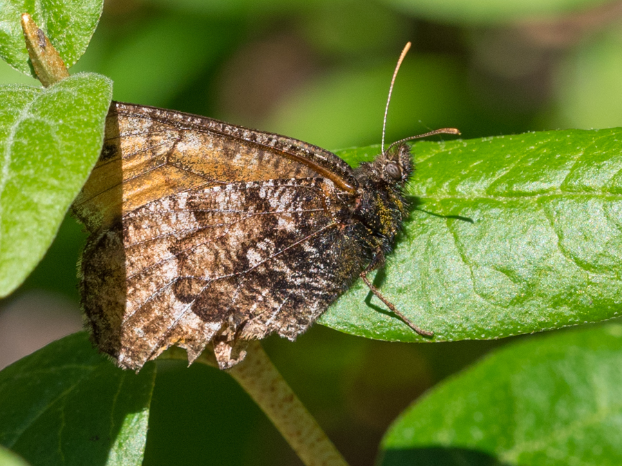 Chryxus Arctic from Wind Ridge Trail, Canmore, AB T0L 2C0, Canada on ...