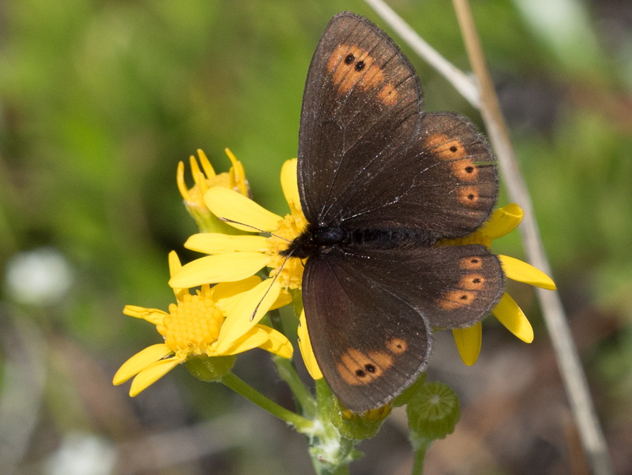 Common Alpine from Wind Ridge Trail, Canmore, AB T0L 2C0, Canada on ...