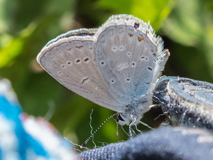 Western Tailed-Blue from Wind Ridge Trail, Canmore, AB T0L 2C0, Canada ...