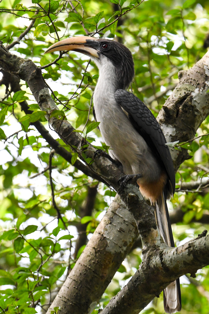 Sri Lanka Grey Hornbill from Sigiriya, Sri Lanka on January 14, 2024 at ...