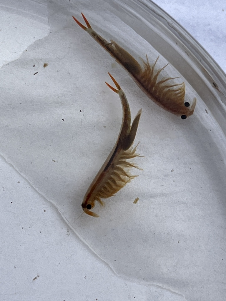 Spinytail Fairy Shrimp from Apalachicola National Forest, Tallahassee ...