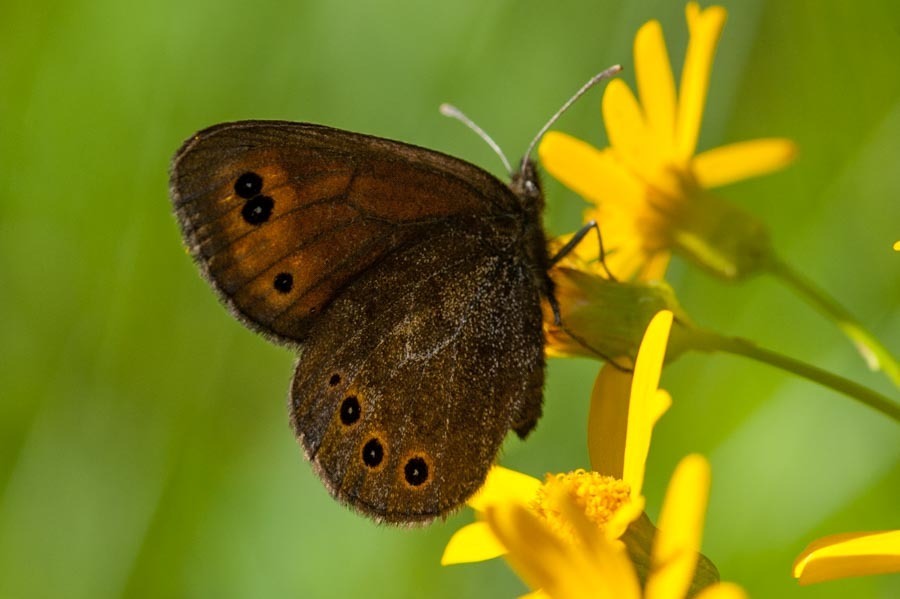 Common Alpine from Bighorn No. 8, AB, Canada on July 17, 2012 at 11:13 ...