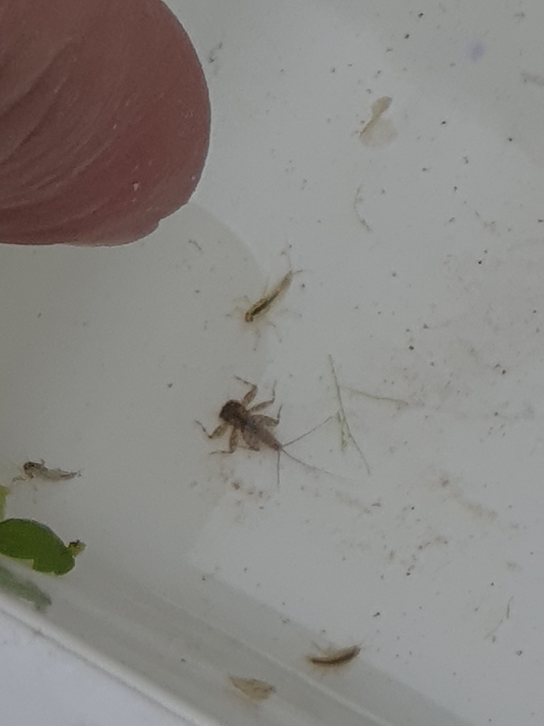 Stream Mayflies from Chilbolton, Stockbridge SO20, UK on January 30 ...