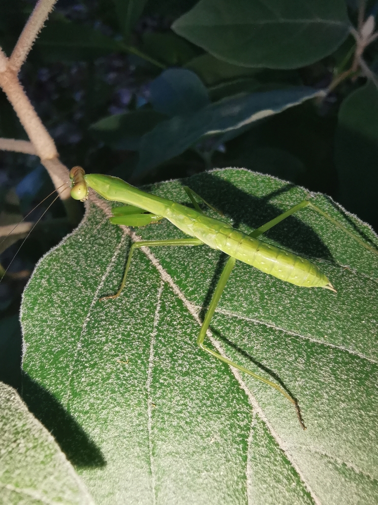 Flag Mantis from Ehlanzeni, ZA-MP, ZA on January 30, 2024 at 06:19 PM ...