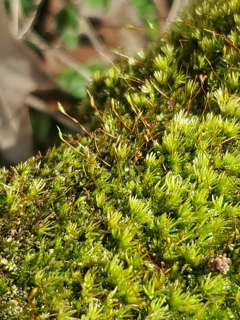 mosses from Montgomery County, TX, USA on January 30, 2024 at 10:53 AM ...