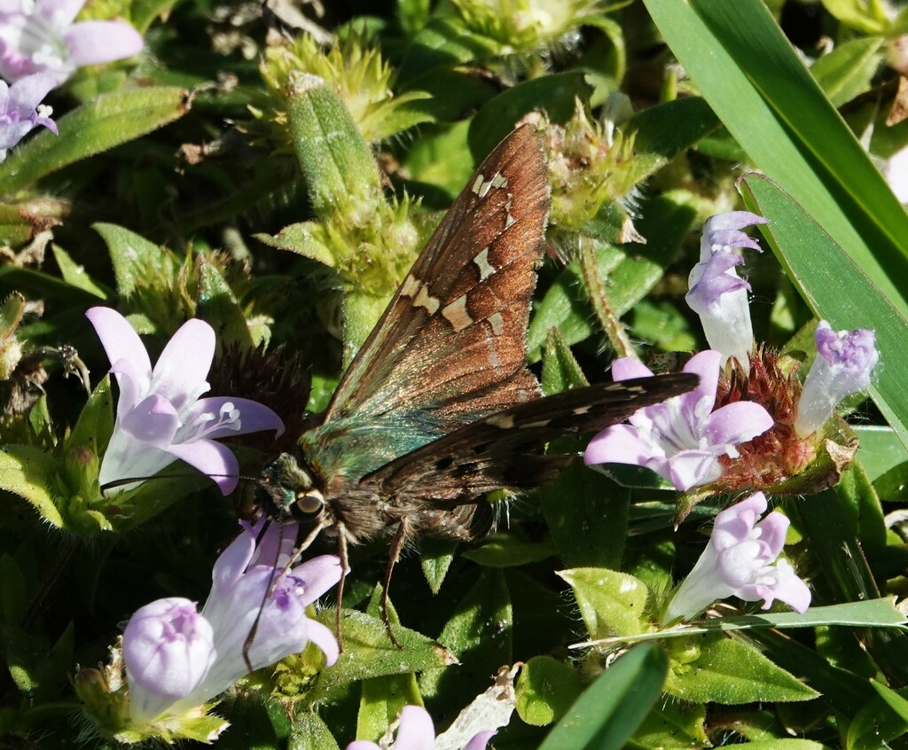 Long-tailed Skipper from Collier County, FL, USA on January 29, 2024 at ...