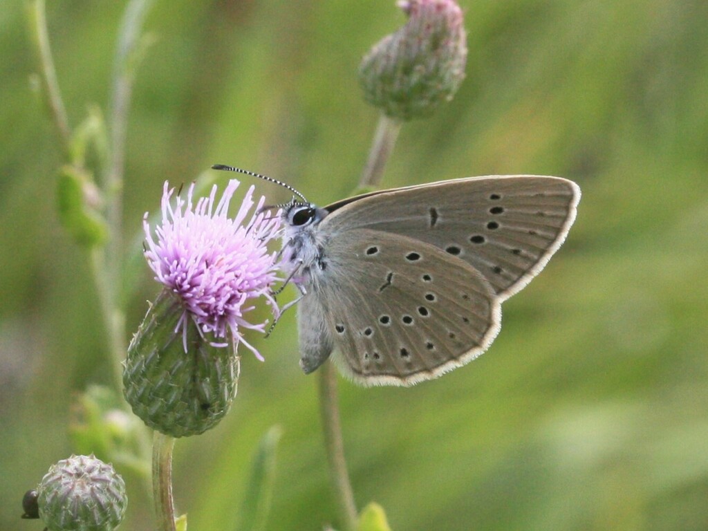 Scarce Large Blue in July 2021 by lymantriman · iNaturalist