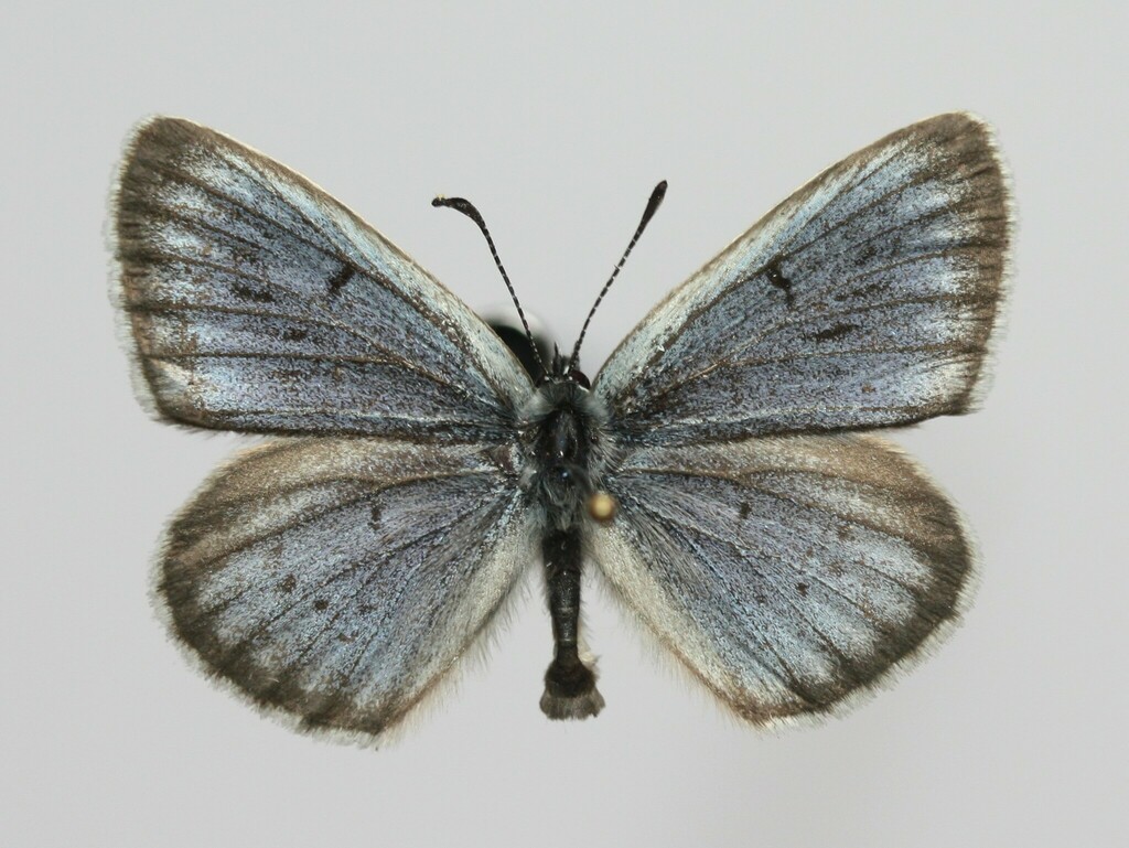 Scarce Large Blue in July 2017 by lymantriman · iNaturalist