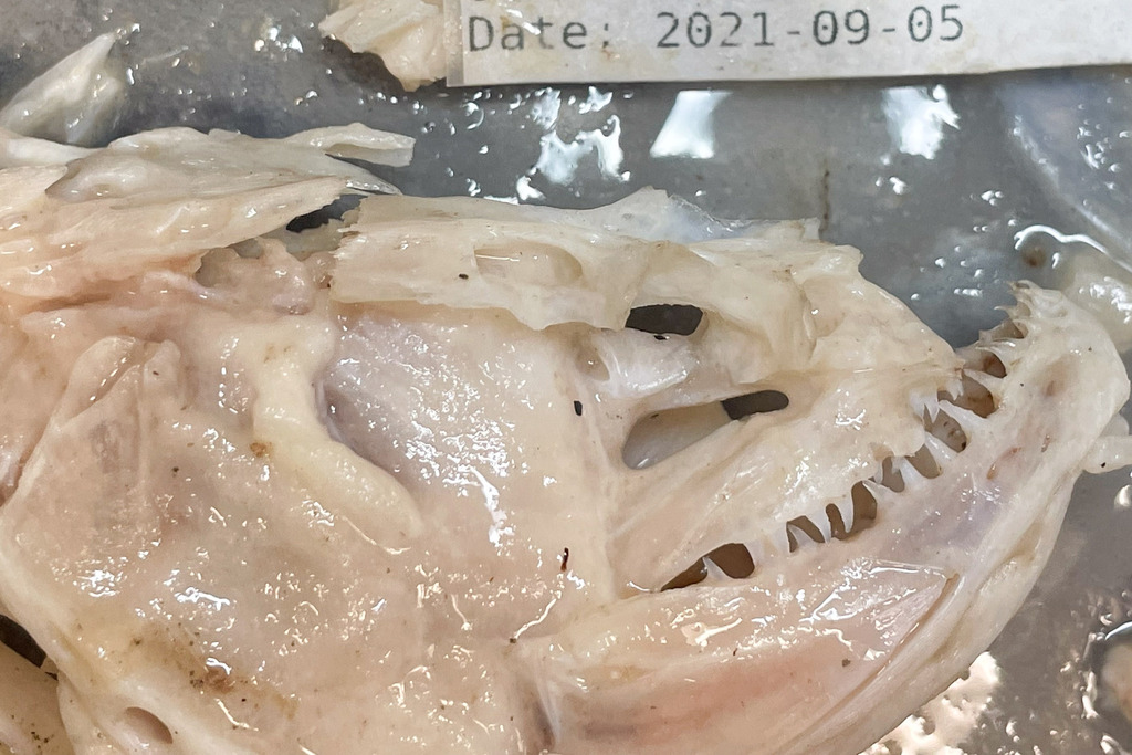 Greenland Halibut on September 5, 2021 by Claude Nozères. Tête d'un ...