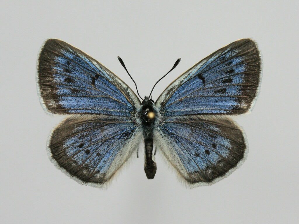 Scarce Large Blue in July 2021 by lymantriman · iNaturalist