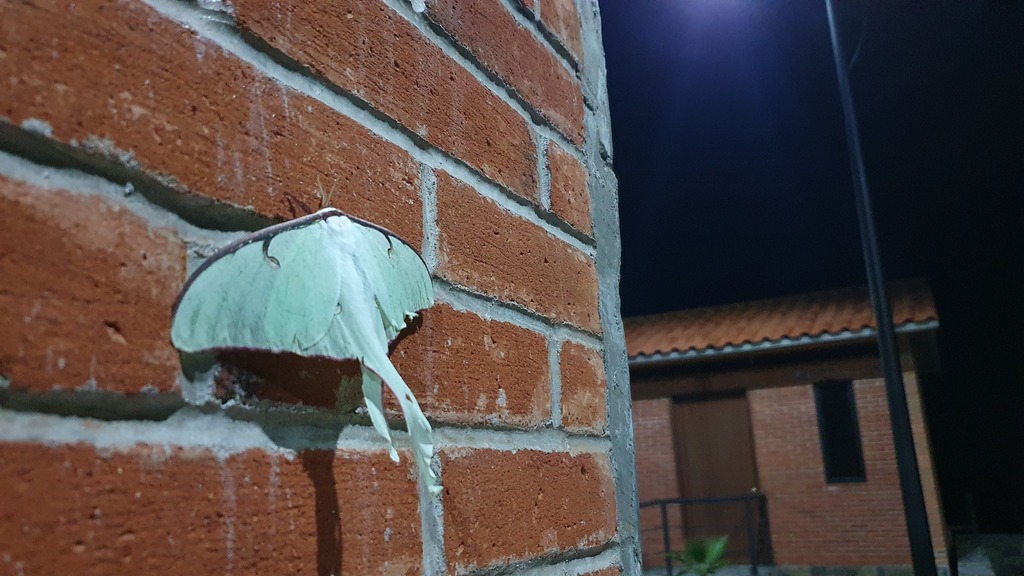 Mexican Moon Moth from Tlanchinol, Hgo., México on July 21, 2022 at 10: ...