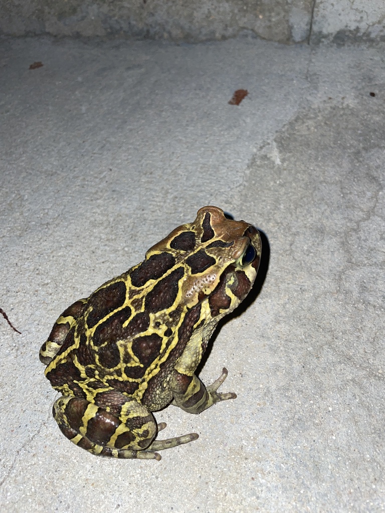 Western Leopard Toad from Yataghan Lane, Noordhoek, WC, ZA on January ...
