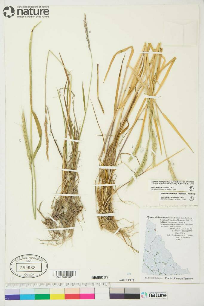 Awned Wheat Grass from Canada, Yukon, Richardson Mountains, Fish Creek ...