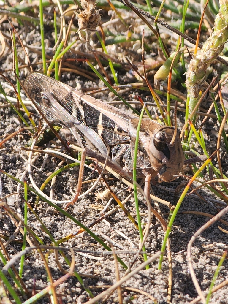 Australian Yellow-winged Locust from Buckley VIC 3240, Australia on ...