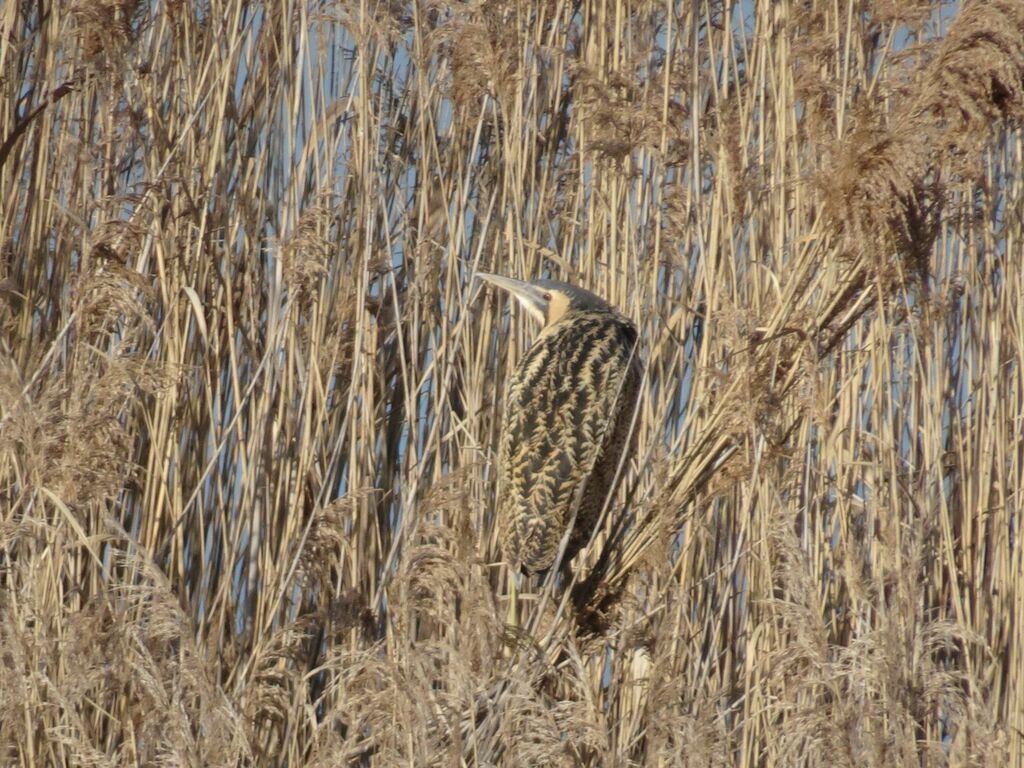 Eurasian Bittern from Les Îles, Lyon, France on January 28, 2024 at 12: ...