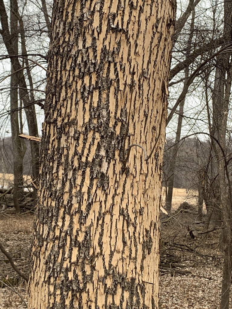 green ash from Minnesota River Bottoms, Bloomington, MN, US on January ...