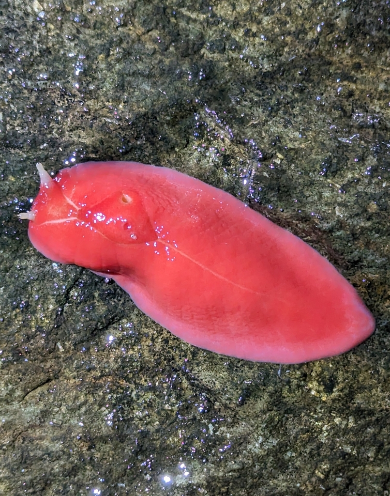 Kaputar Pink Slug in January 2024 by rosrunciman · iNaturalist