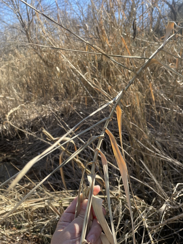 giant reed from Lakeside Dr, Irving, TX, US on January 30, 2024 at 01: ...
