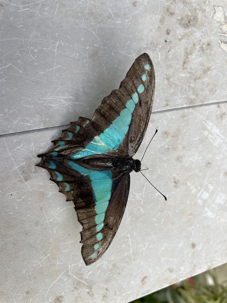 Blue Triangle Butterfly in January 2024 by tolvay family · iNaturalist