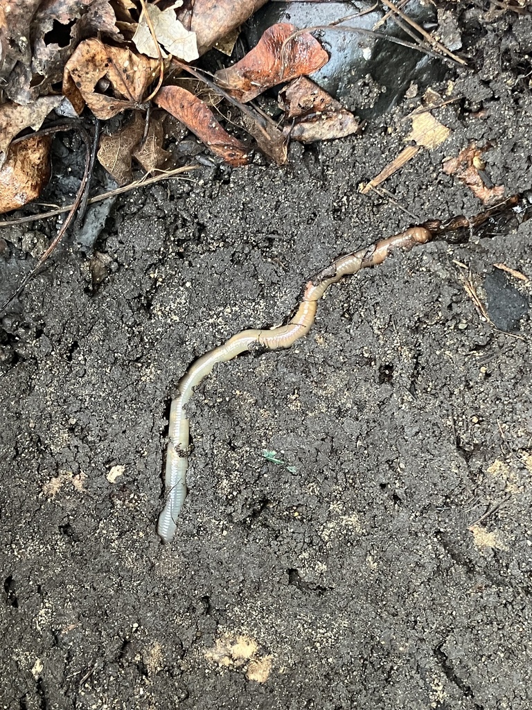 Grey Worm from W 37th St, Minneapolis, MN, US on January 30, 2024 at 02 ...