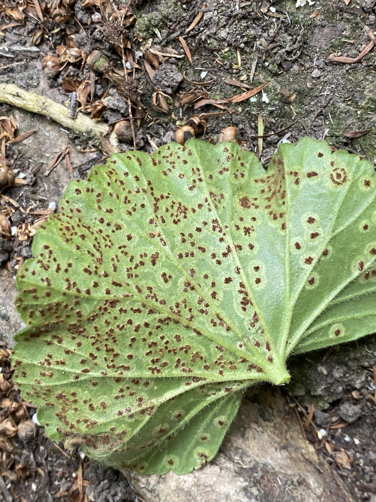 Geranium Rust from North Shore, Hauraki, Auckland, New Zealand on ...