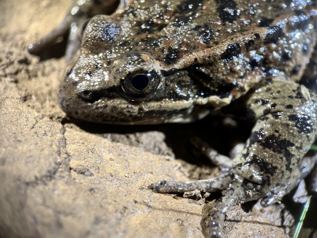 California Red-legged Frog in December 2023 by natleecrockett · iNaturalist