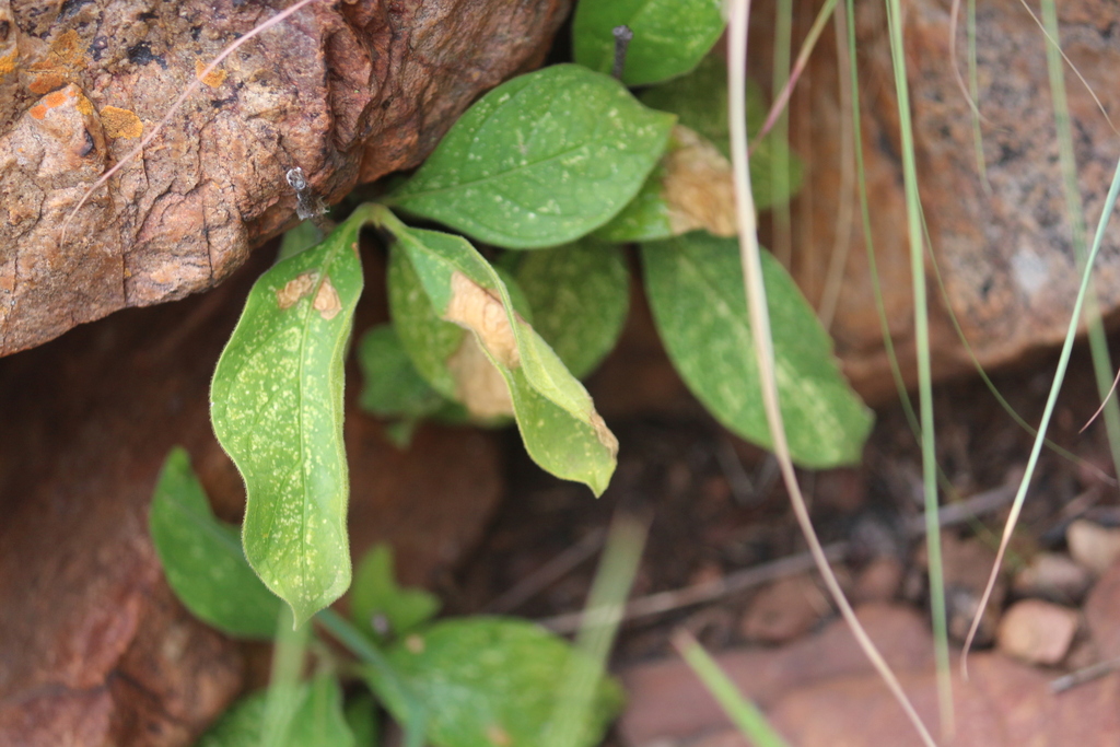 Common Sand Apple from Fochville, South Africa on January 30, 2024 at ...